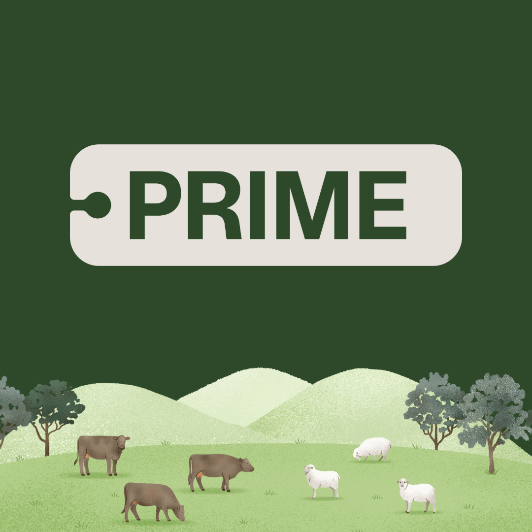 Ruminati | Ruminati PRIME