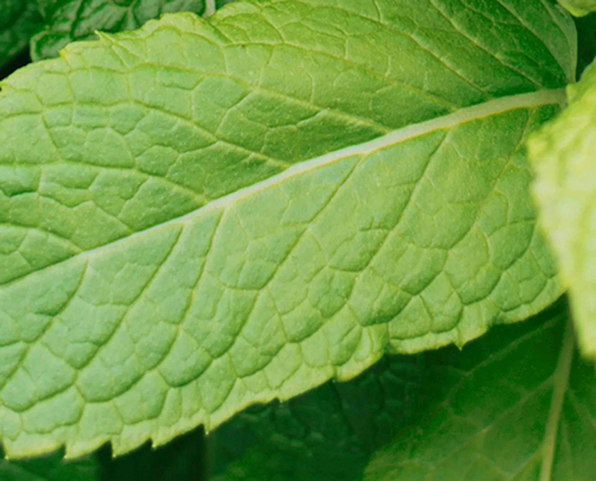 Sensory Immersion | Lifelines