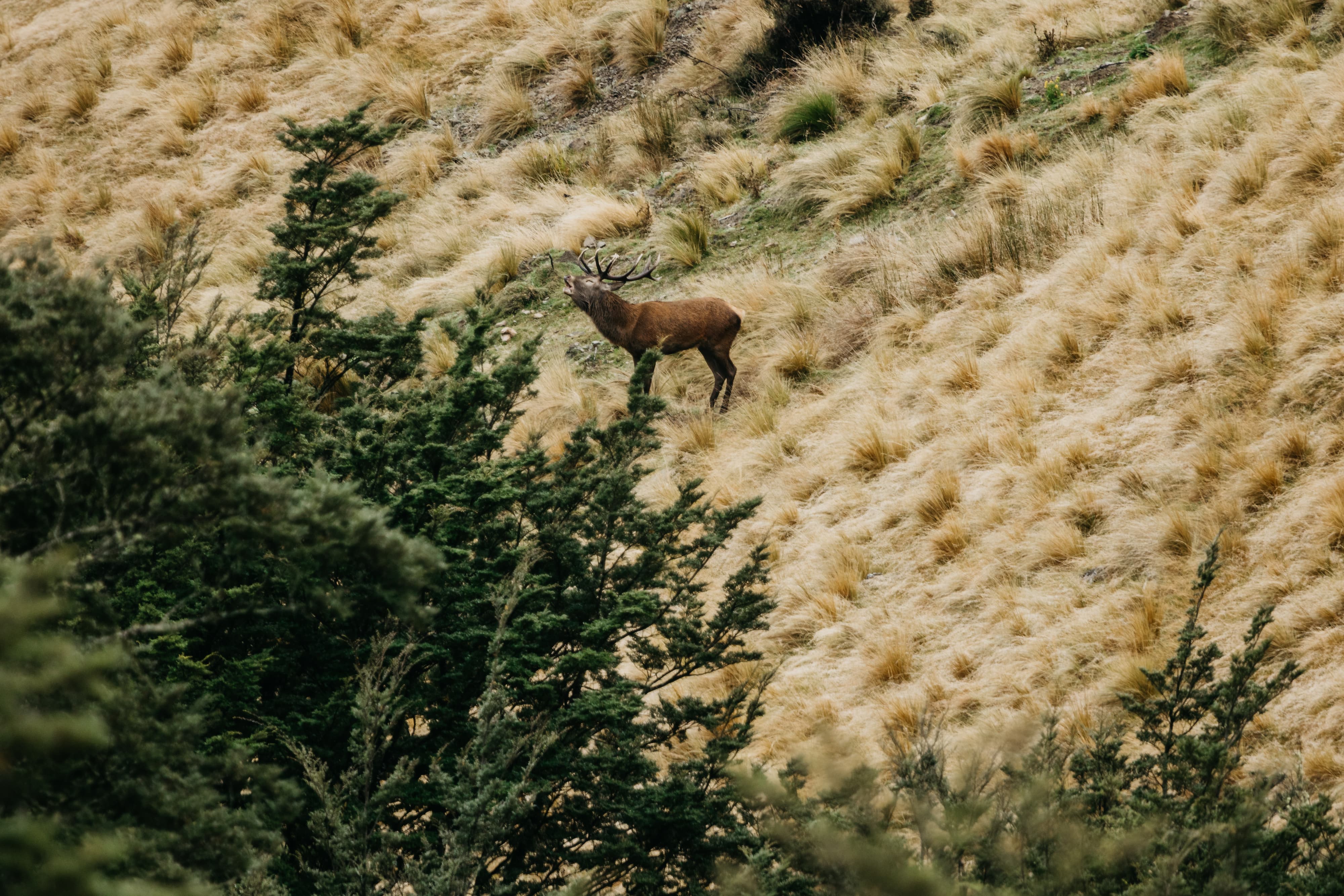 A Guide to Stag Hunting in New Zealand: 8 Best Tips