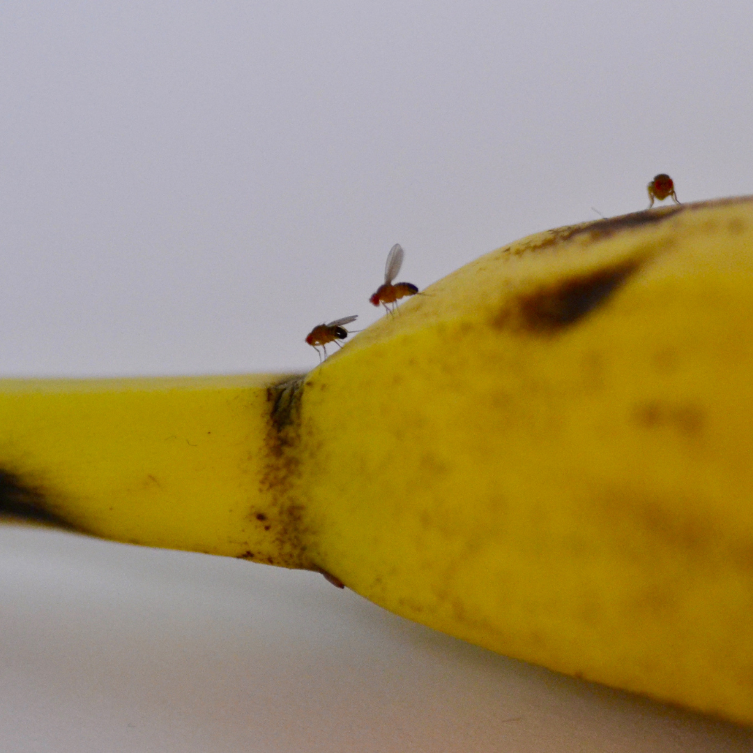 Flugor inomhus | Freska