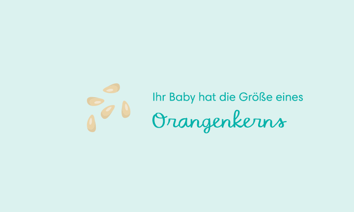 5. SSW – Symptome, Schwangerschaft Entwicklung | Pampers