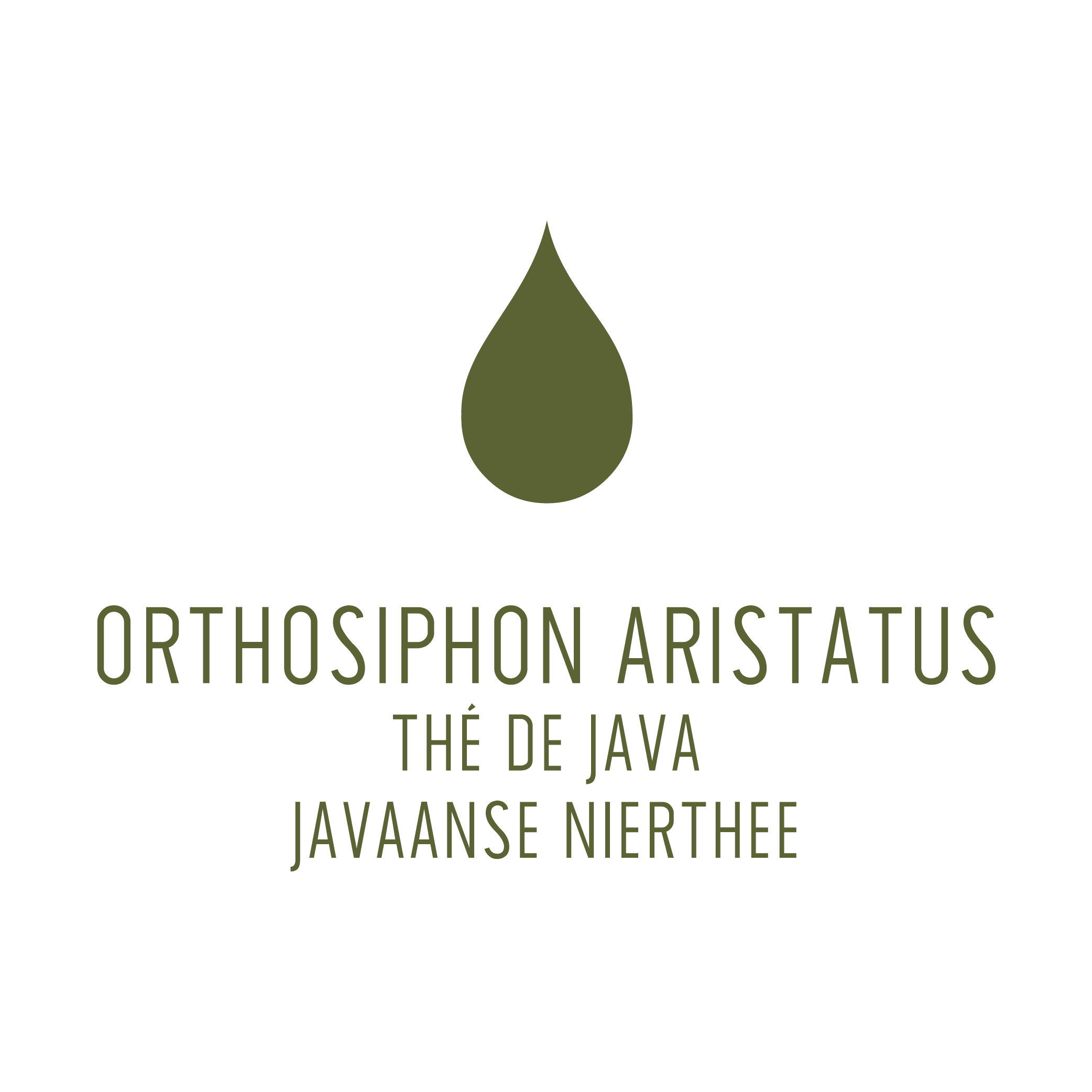 Thé de Java (Orthosiphon) | Phytaroma