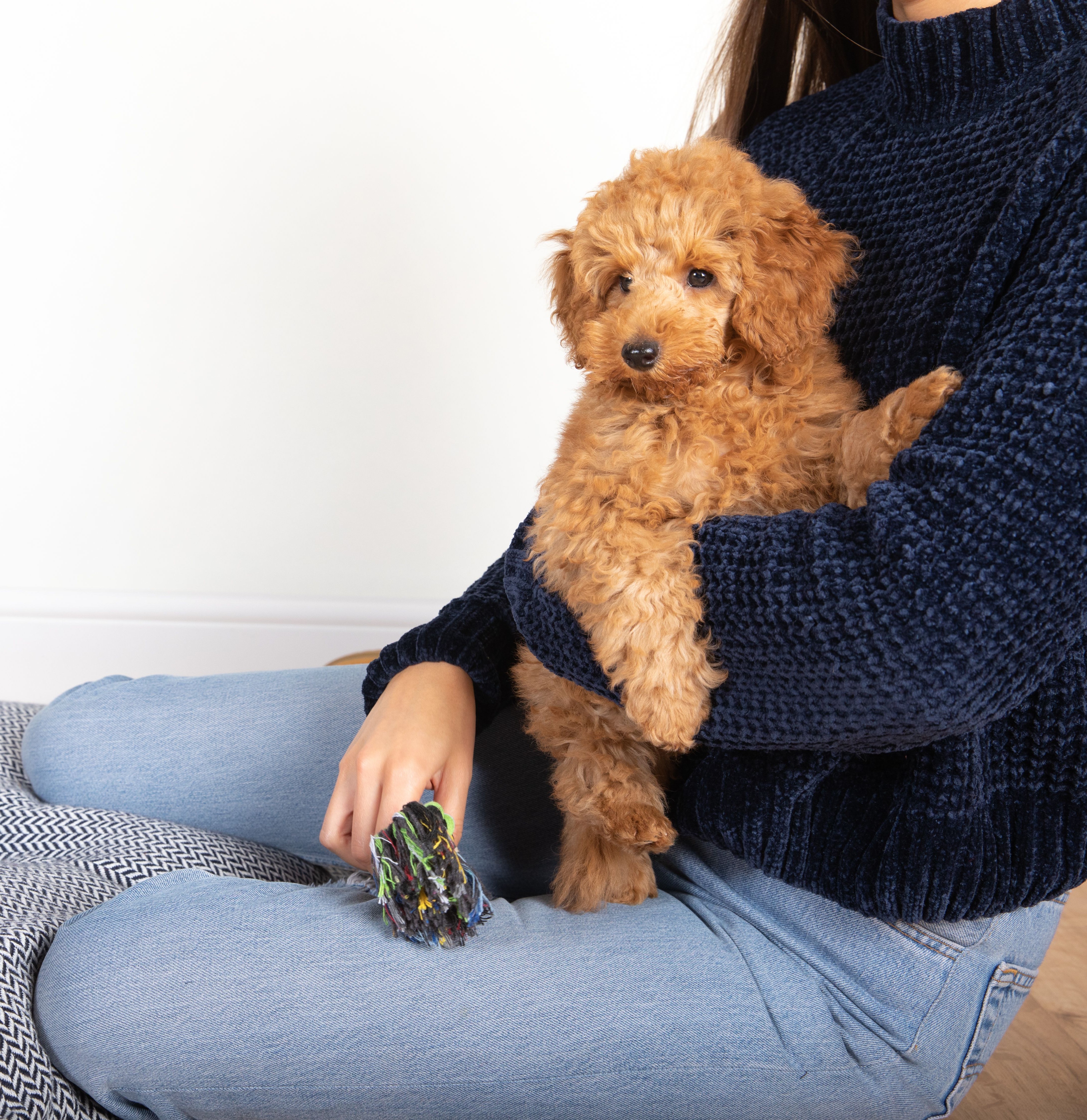 Are Toy Poodles Good With Babies