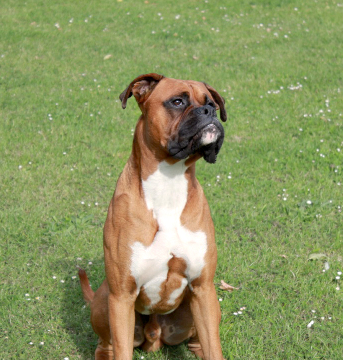 What Is The Best Food For Boxers