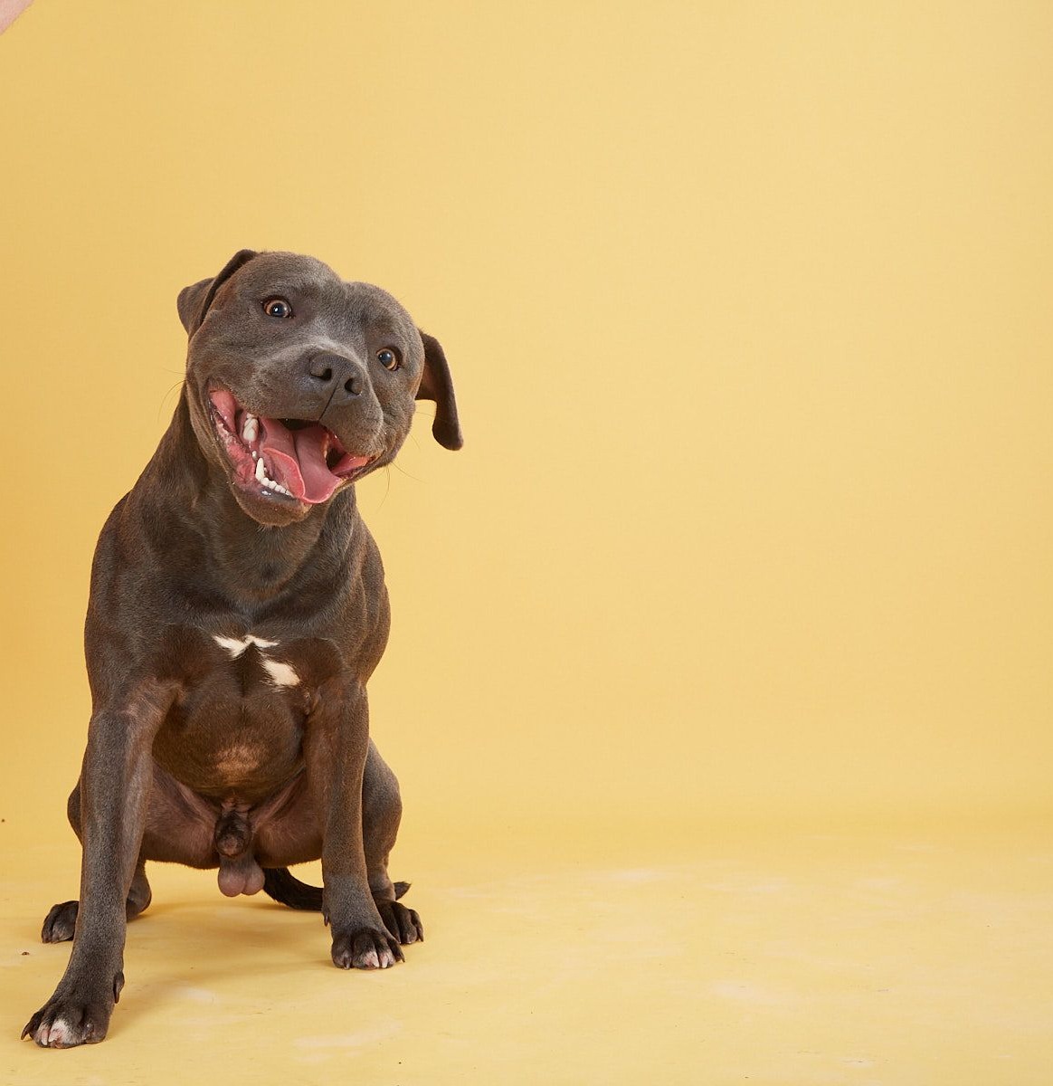 Are Carrots Good For A American Staffordshire Terrier