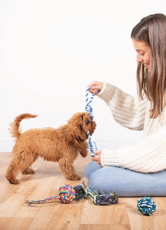 What Breed Of Dog Is The Andrex Puppy