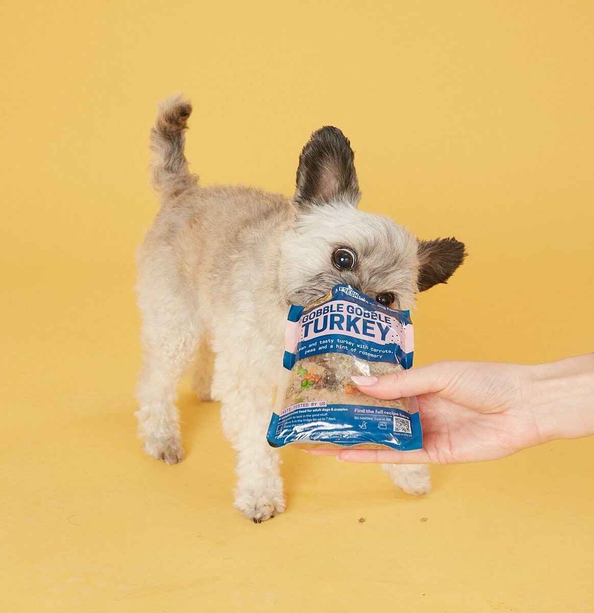 How Do I Change My Picky Eater Dog