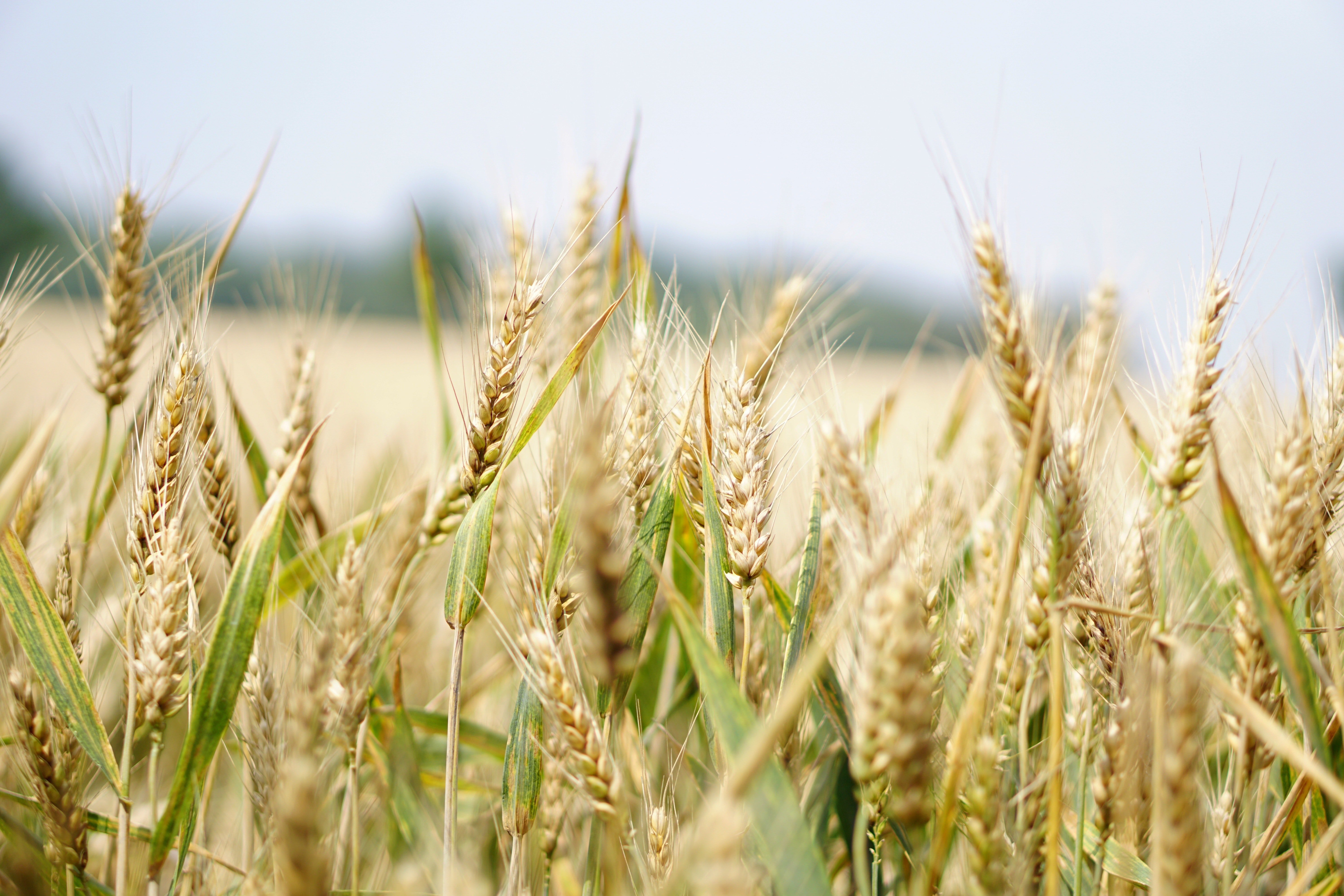 Harvest prayers