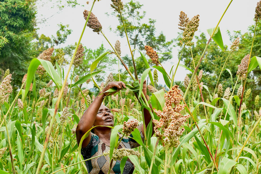 Seed systems and gender equality
