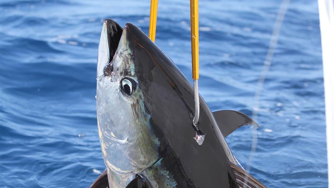 Gaff Hook | atelier-yuwa.ciao.jp