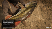 Legendary Sockeye Salmon Location - Legendary Fish - Red Dead ...