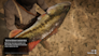 Legendary Steelhead Trout Location - Legendary Fish - Red Dead ...