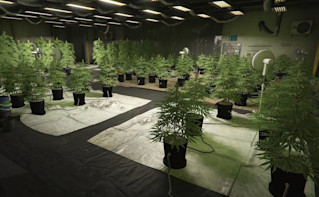 Everything you need to know about the Weed Farm in GTA V Online ...