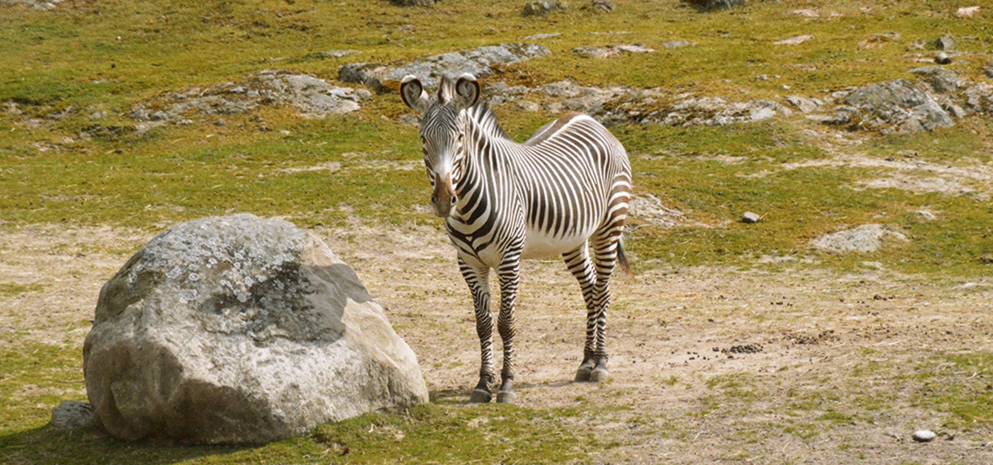 Conservational project Zebra