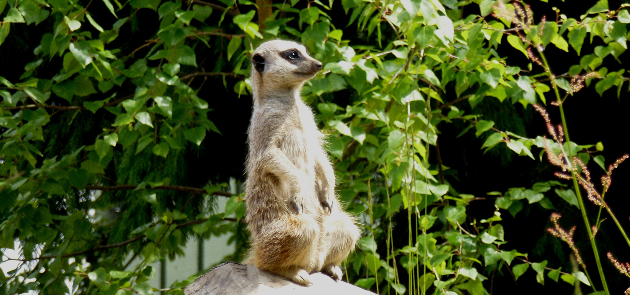 Guided tour - Meerkat