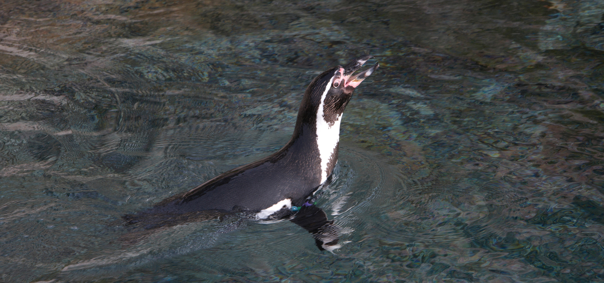 Bevarandeprojekt Pingvin