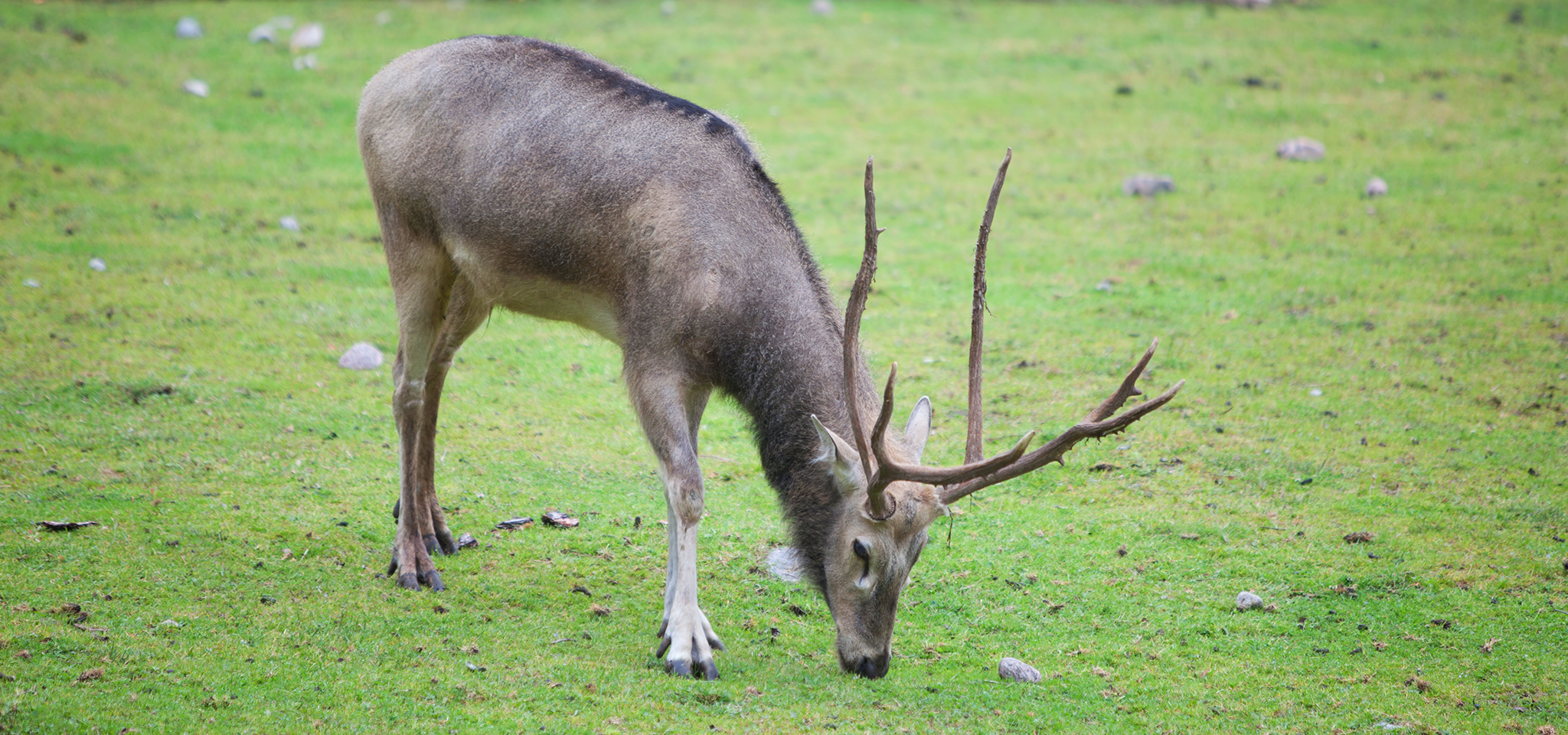 Davidshjorten på Kolmården