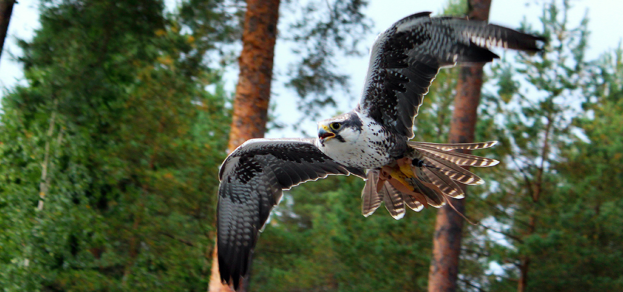 Guided tour - Our birds