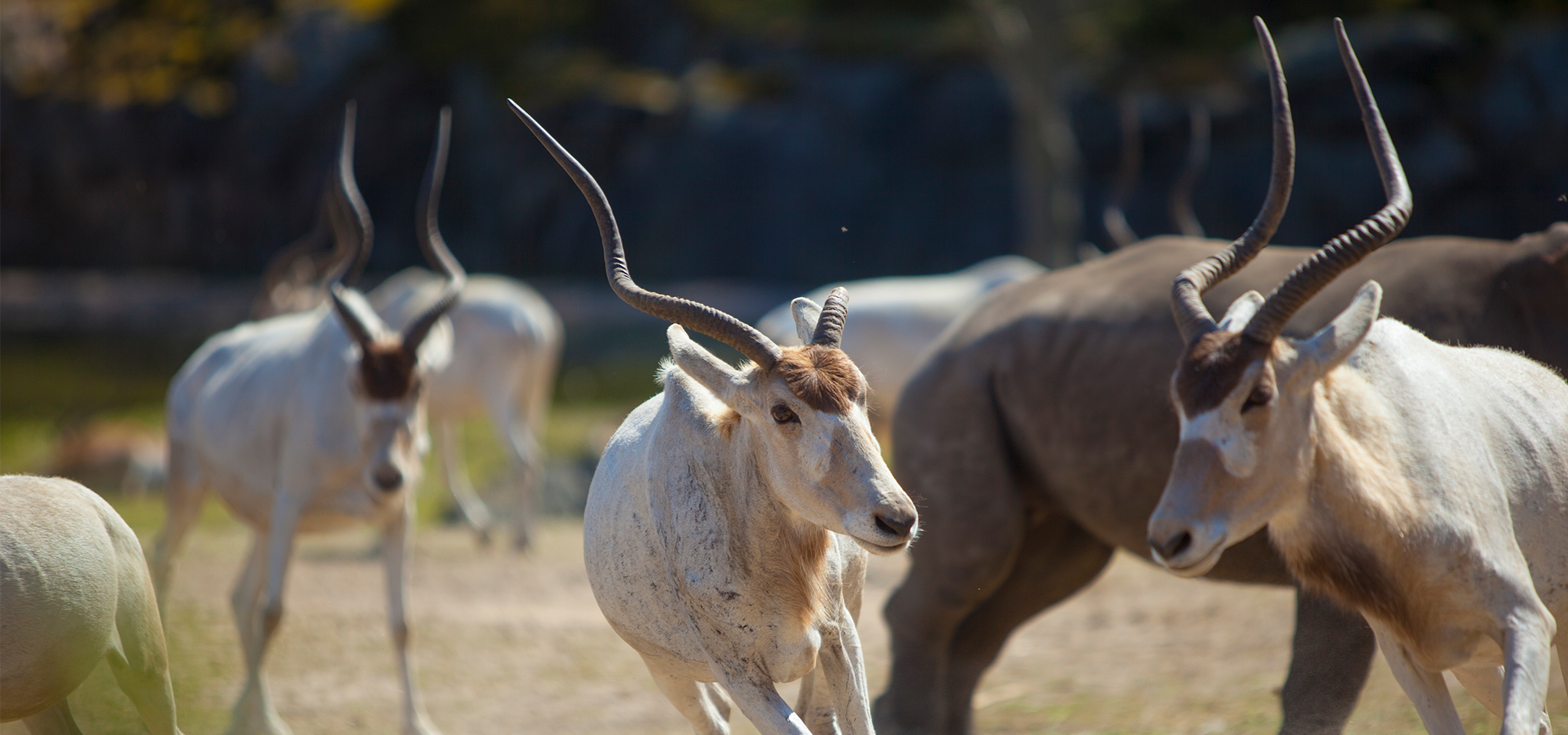 Addaxantilopen på Kolmården