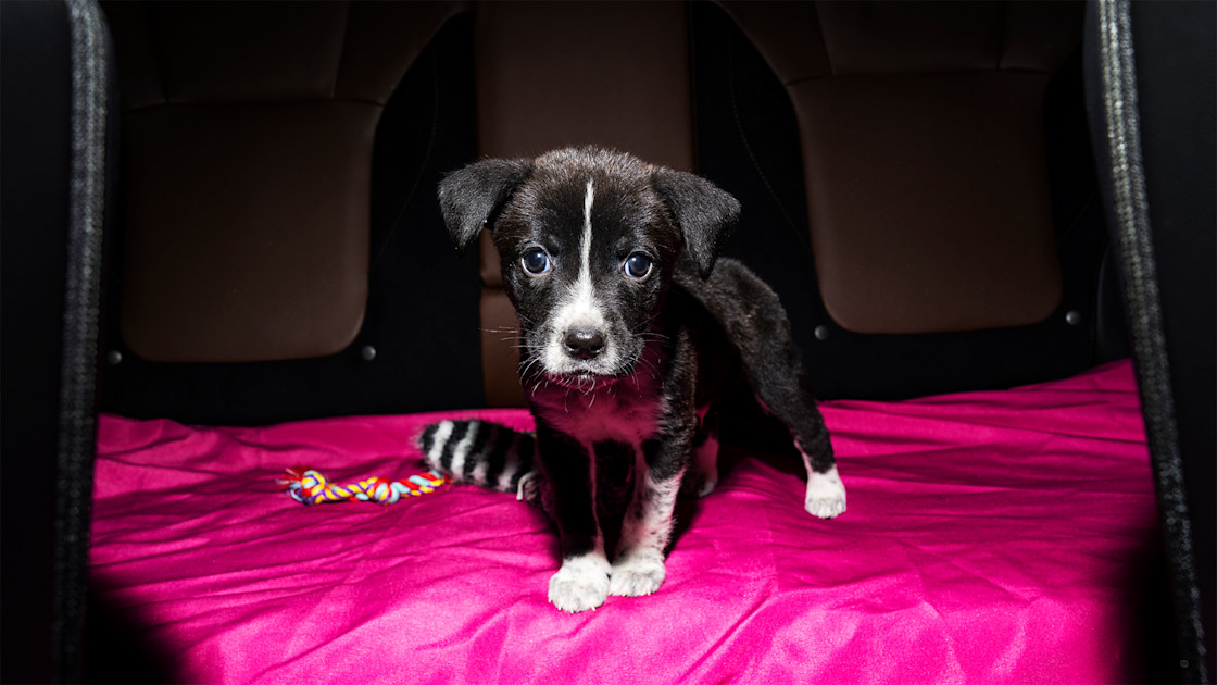 Does Lyft allow pets? Yes—see where they're traveling