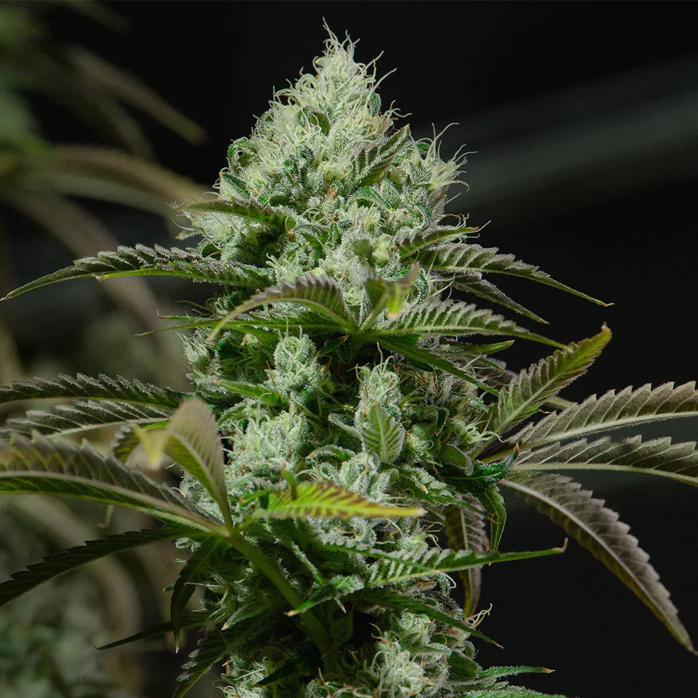 Discover Your Rhythm with RYTHM Cannabis | RISE Dispensaries