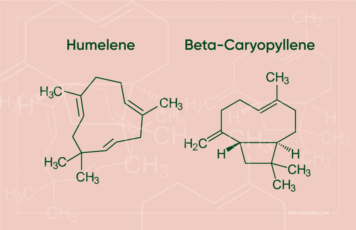 What is Humulene Terpene? Effects & Benefits | RISE Dispensaries
