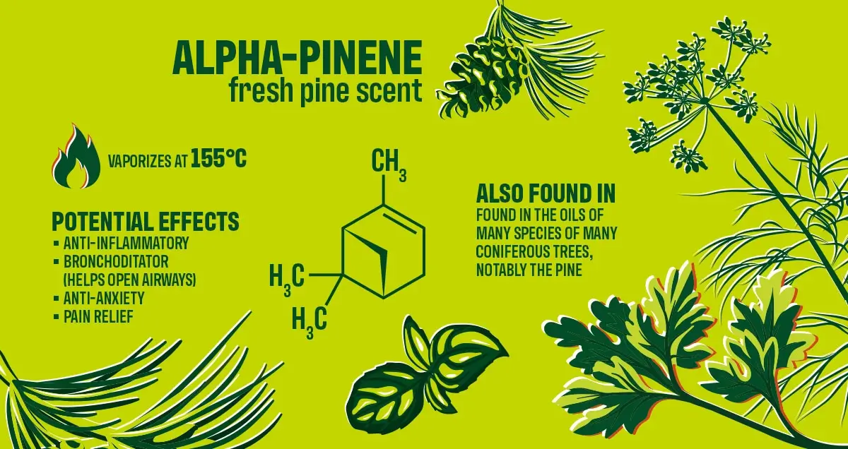 What is Pinene Terpene? Effects & Benefits | RISE Dispensaries