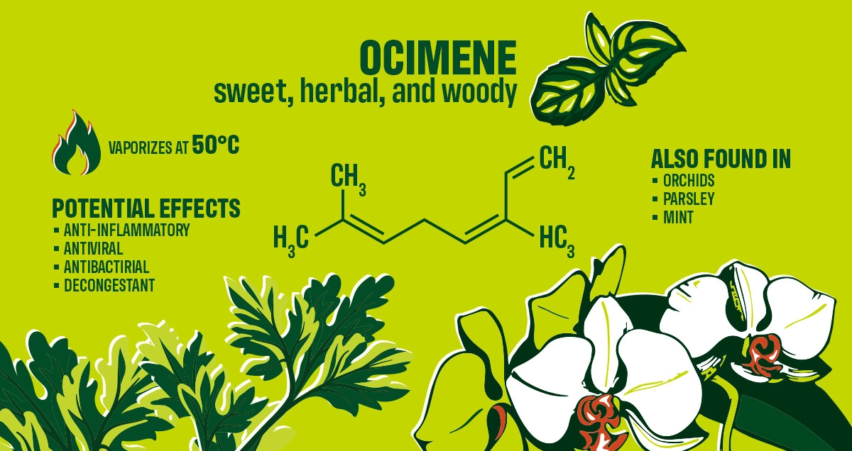 What is Ocimene Terpene? Effects & Benefits | RISE Dispensaries