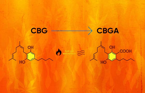 How to Decarb Marijuana | Cannabis Decarboxylation Guide | RISE
