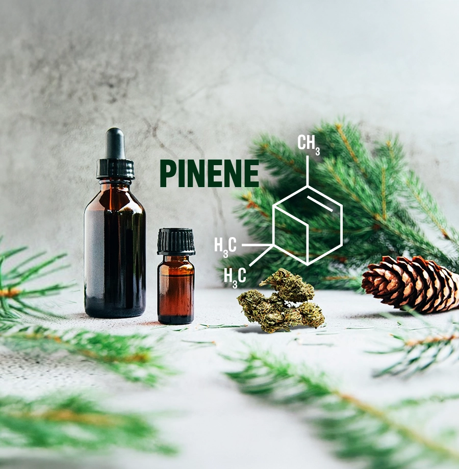 Find Nevada Marijuana Dispensaries | RISE Cannabis NV