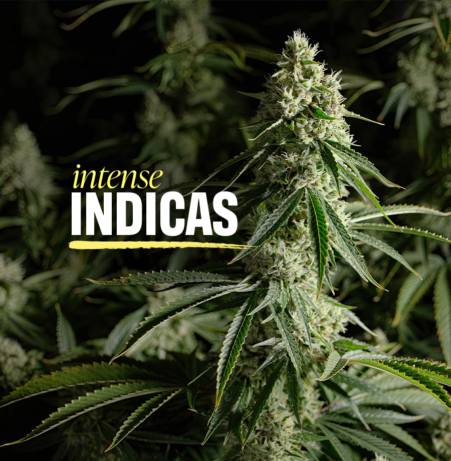 Illinois Dispensary Deals, Sales, & Discounts | RISE Dispensaries