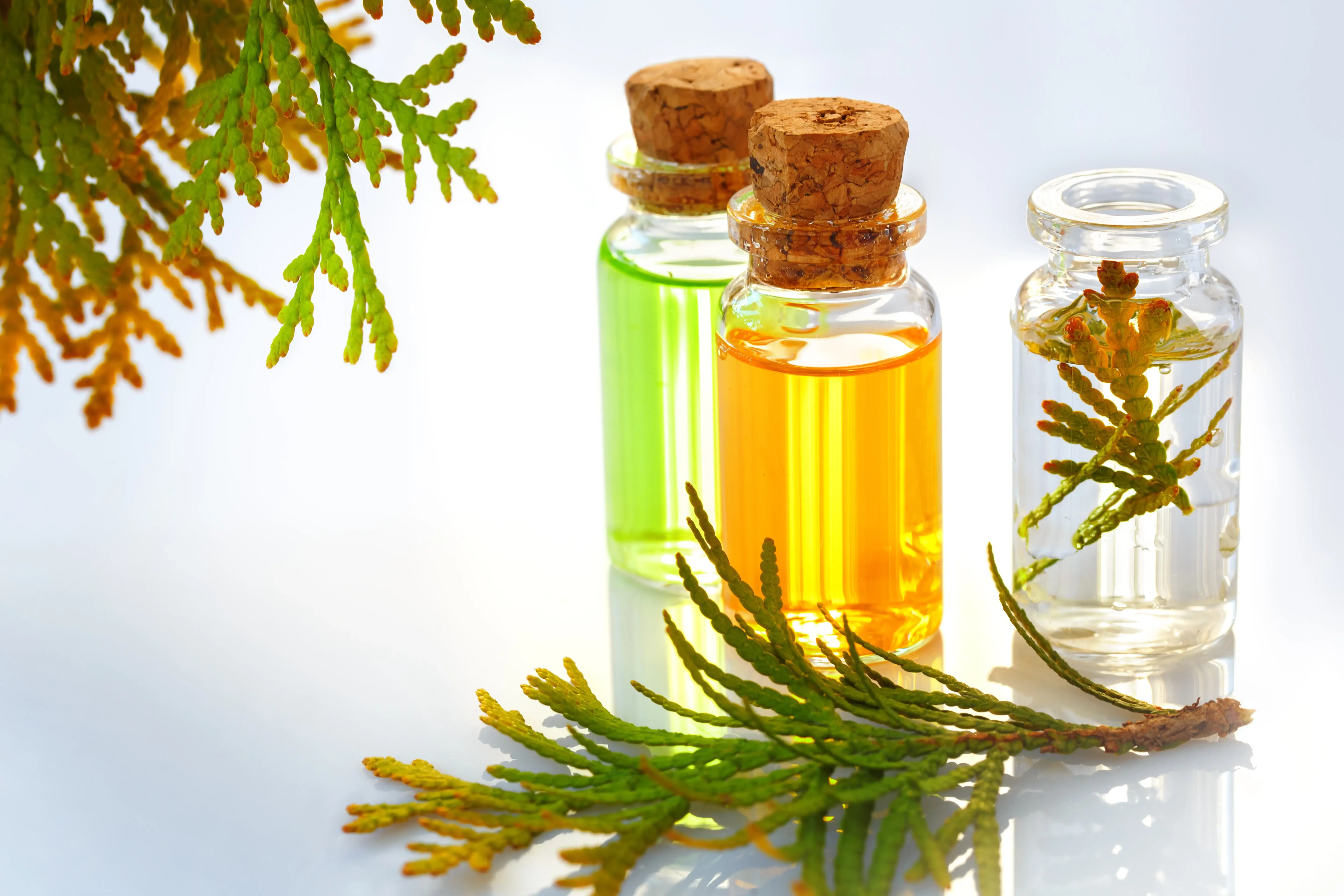 What is Pinene Terpene? Effects & Benefits | RISE Dispensaries