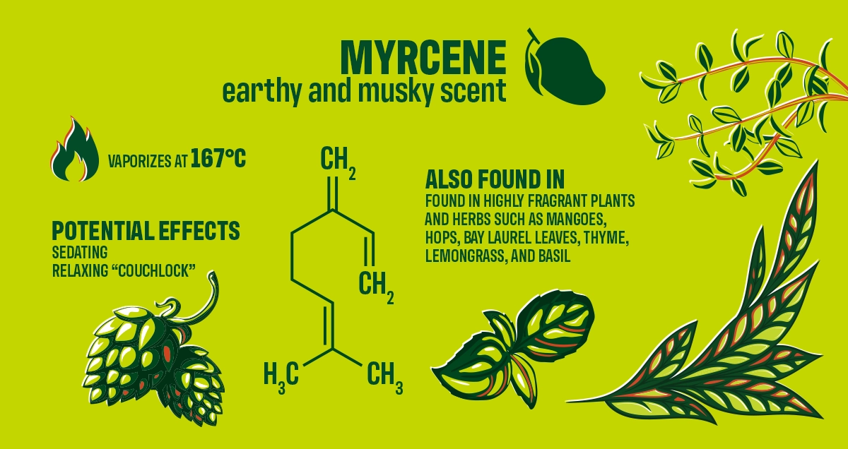 What is Myrcene Terpene? Effects & Benefits | RISE Dispensaries