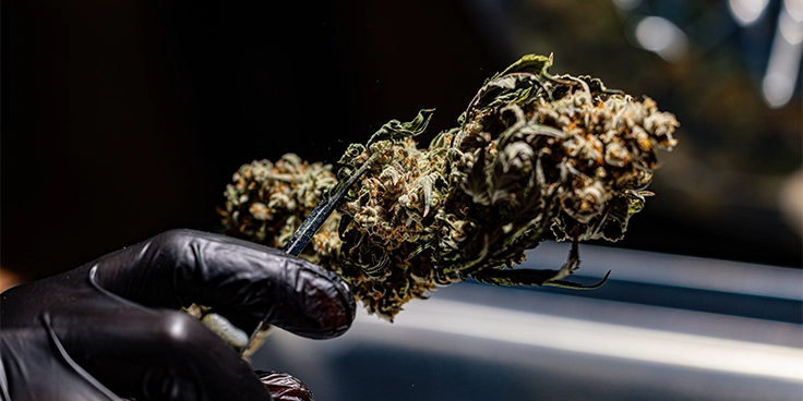 Introducing RYTHM Queen Cola | RISE Dispensaries
