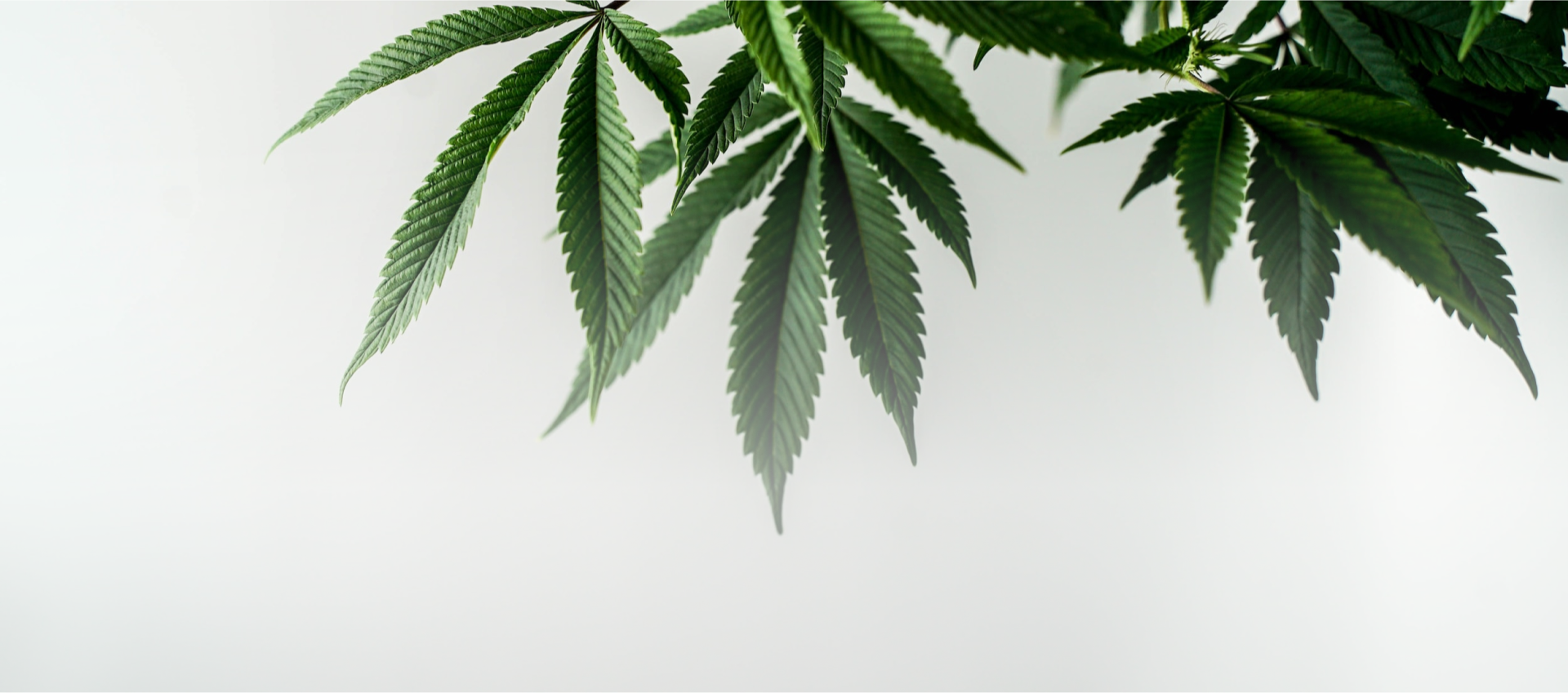 About RISE Dispensary | RISE Cannabis
