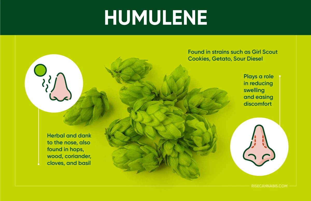What is Humulene Terpene? Effects & Benefits | RISE Dispensaries