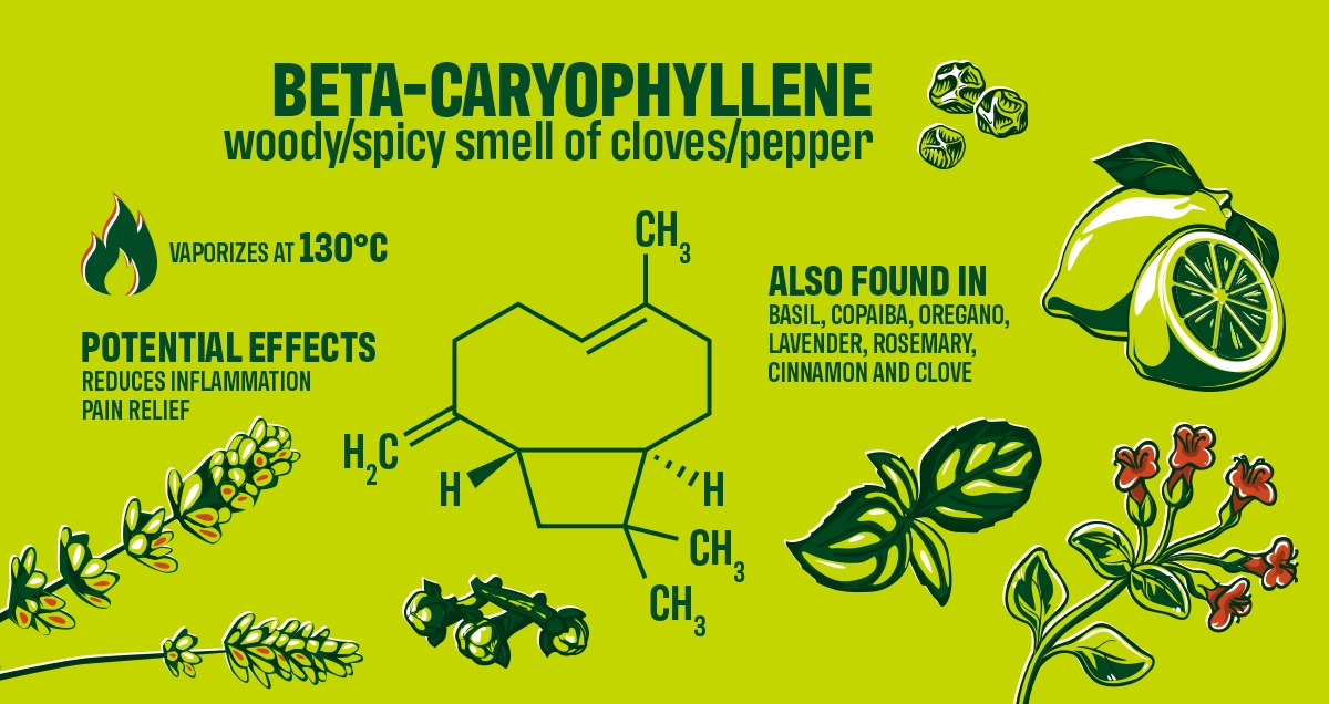 What is Caryophyllene Terpene? Effects & Benefits | RISE Dispensaries