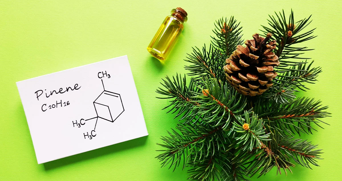 What is Pinene Terpene? Effects & Benefits | RISE Dispensaries