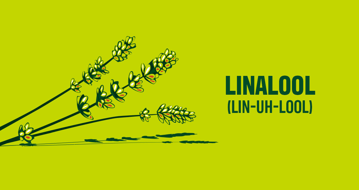 What Are Cannabis Terpenes and What Do They Do? | RISE DIspensaries