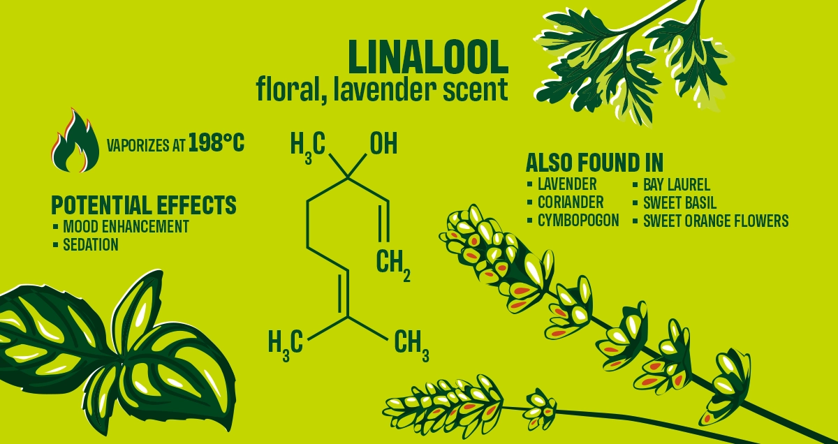 What is Linalool Terpene? Effects & Benefits | RISE Dispensaries