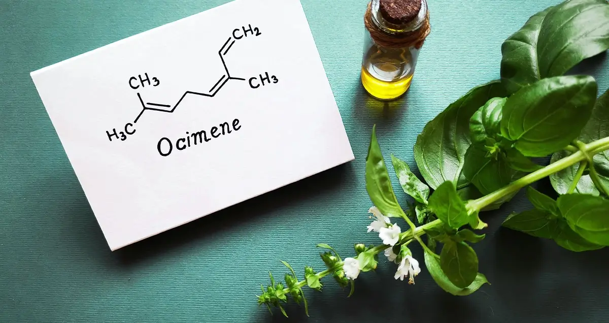 What is Ocimene Terpene? Effects & Benefits | RISE Dispensaries