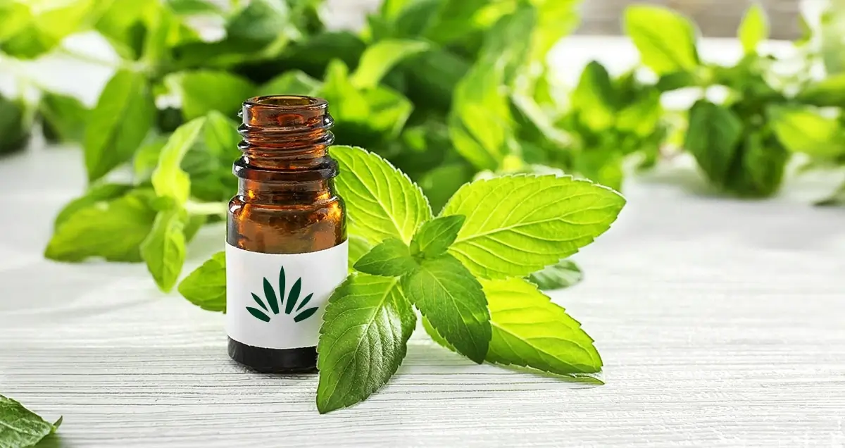 What is Ocimene Terpene? Effects & Benefits | RISE Dispensaries