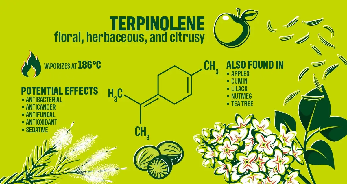 What is Terpinolene Terpene? Effects & Benefits | RISE Dispensaries