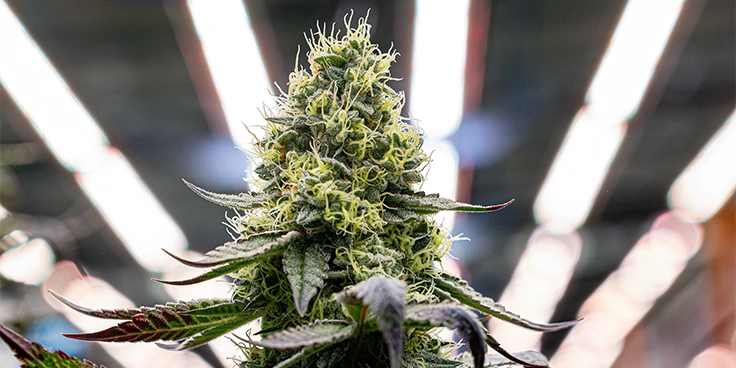 Introducing RYTHM Queen Cola | RISE Dispensaries