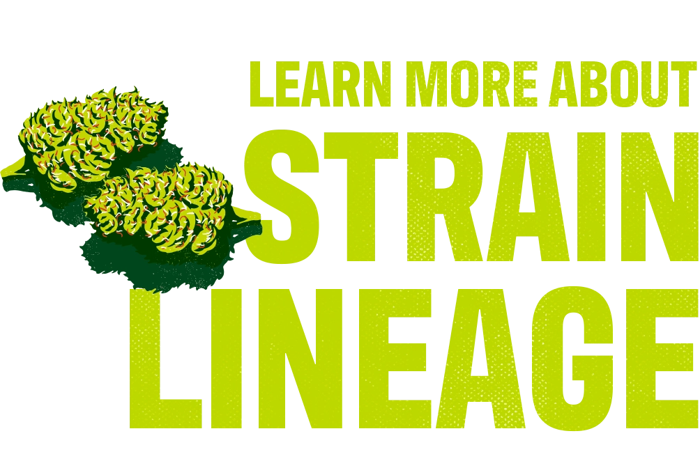 Best Energizing Cannabis Strains & Products | RISE Dispensaries