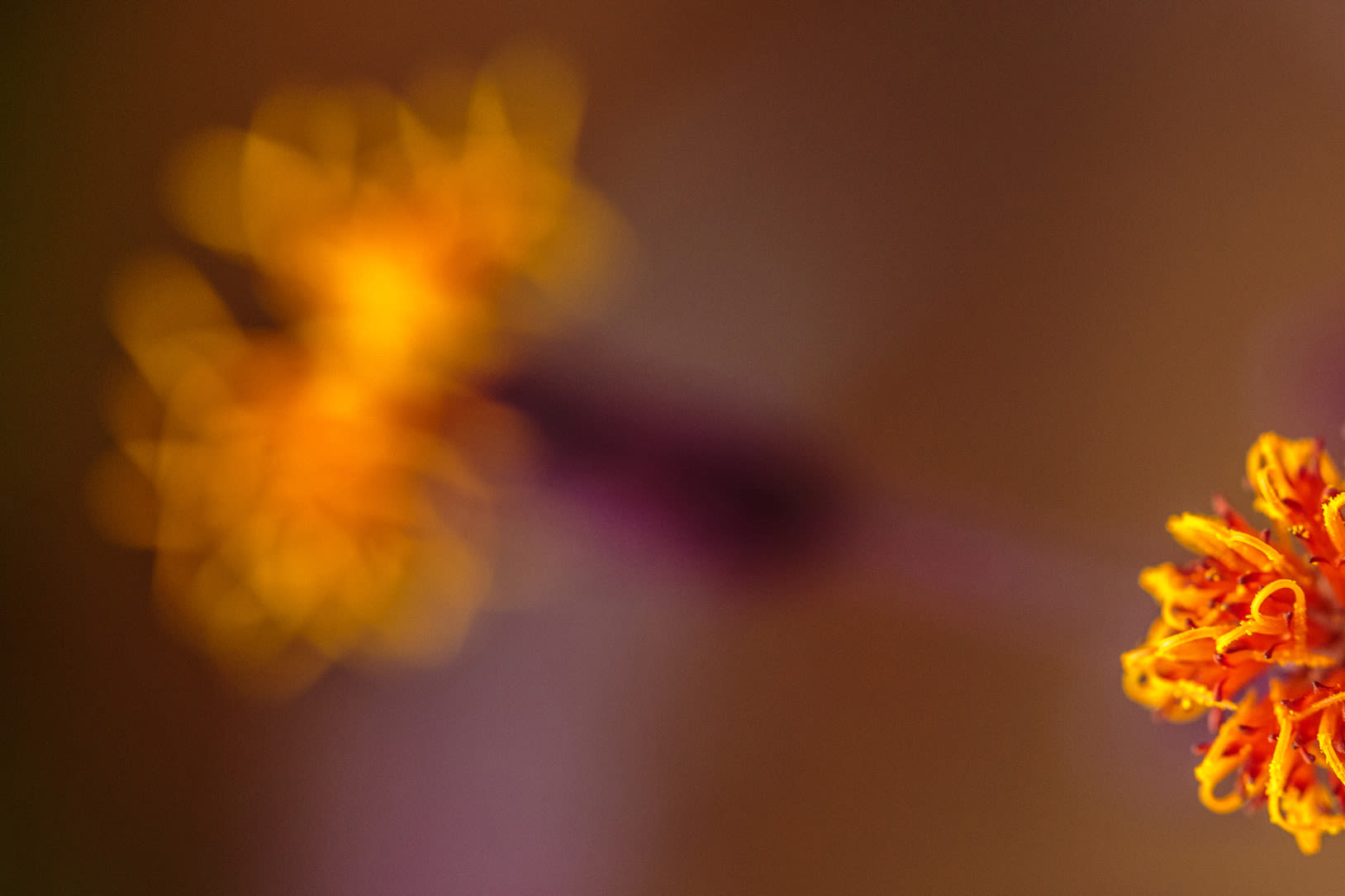 Color Cannabis | Contact