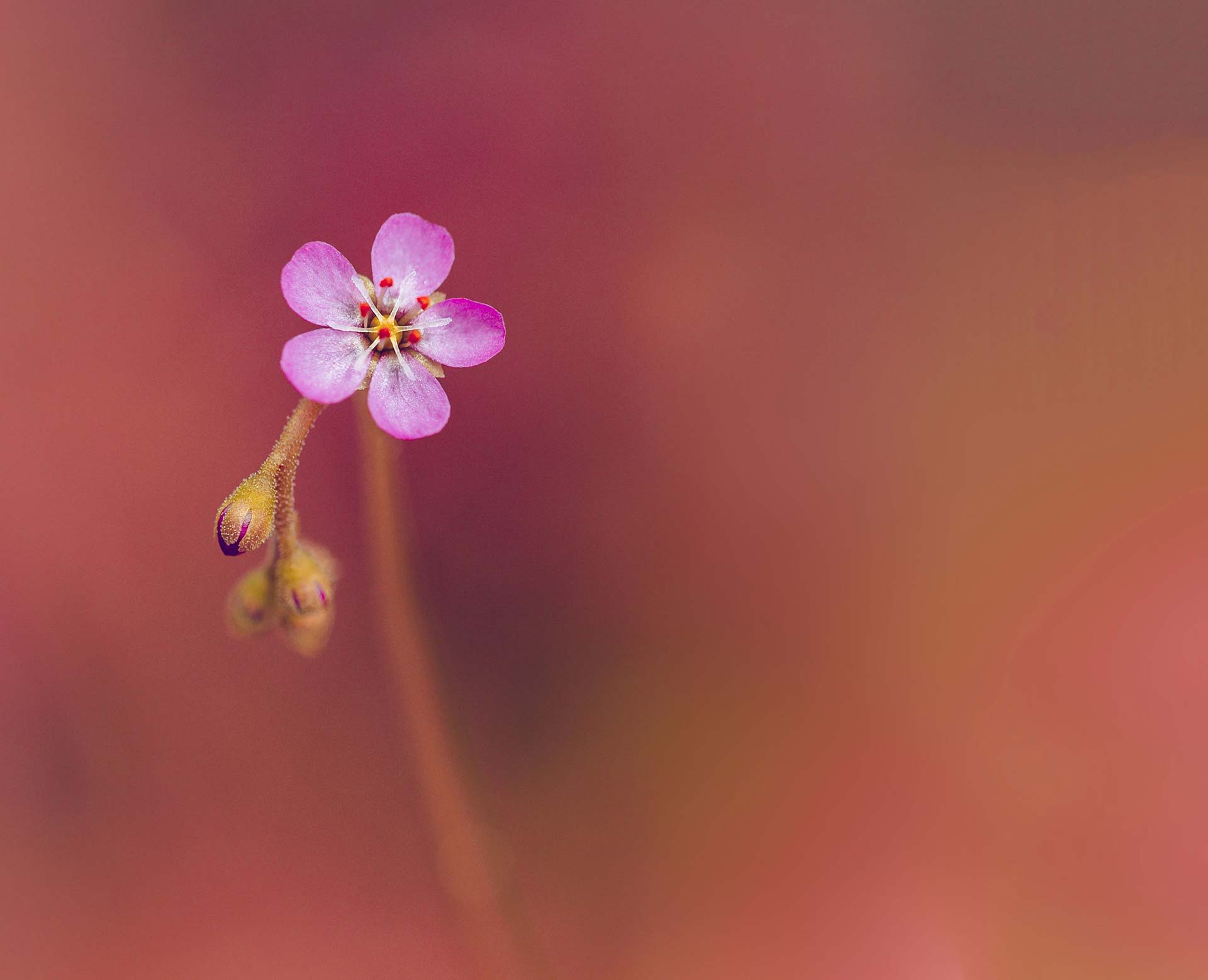 Color Cannabis | About Us