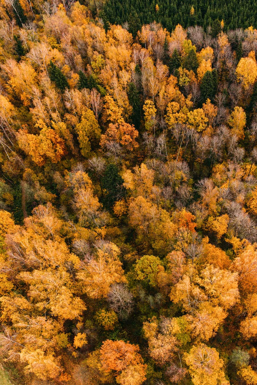 Color Cannabis | Home