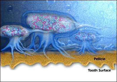 Plaque as a Biofilm | The Oral Microbiome: A New View of Plaque Biofilm ...