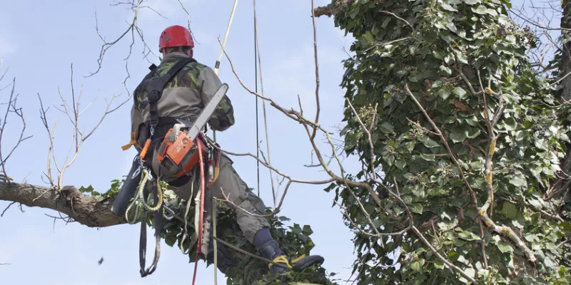 Tree surgeons: roles, responsibilities, and services - Garden services ...